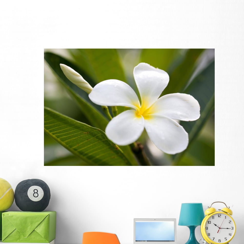 Tropical Flowers Frangipani Plumeria Wall Decal by Wallmonkeys Peel and ...