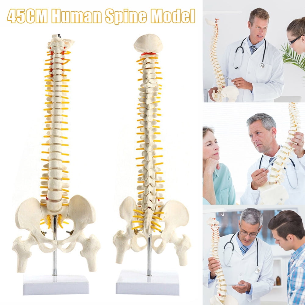 45cm Anatomical Spine Model Pelvic Flexible Model Anatomy Learning ...