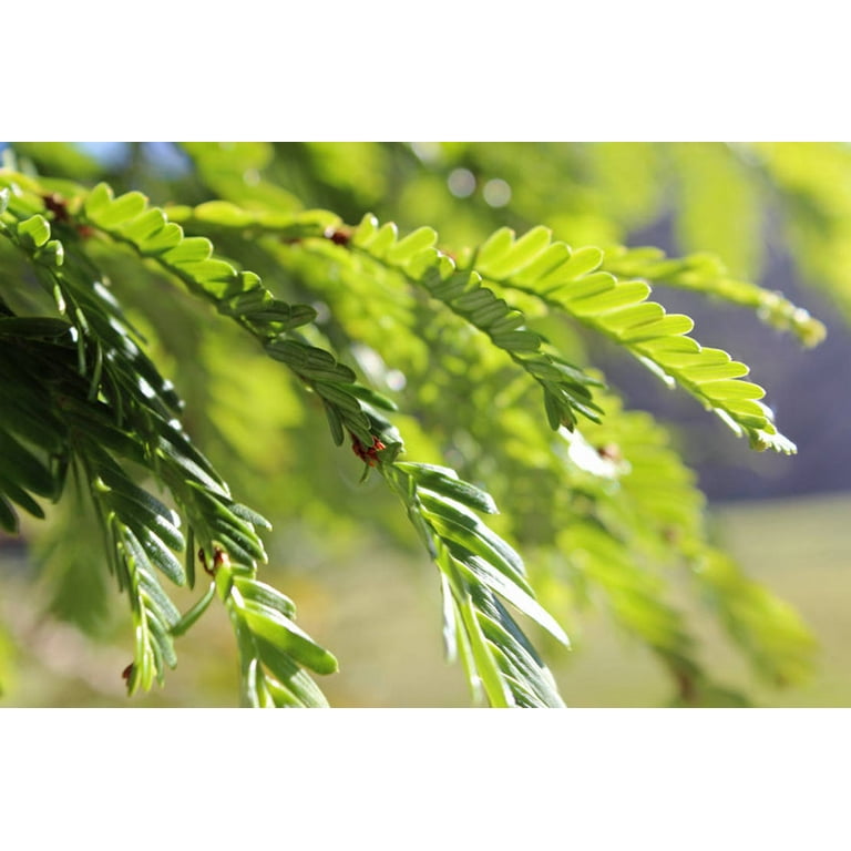 Sequoiadendron Giganteum Bonsai