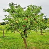 Expert Gardener 2-3 ft. tall Contender Peach Live Tree in 5-Gallon ...
