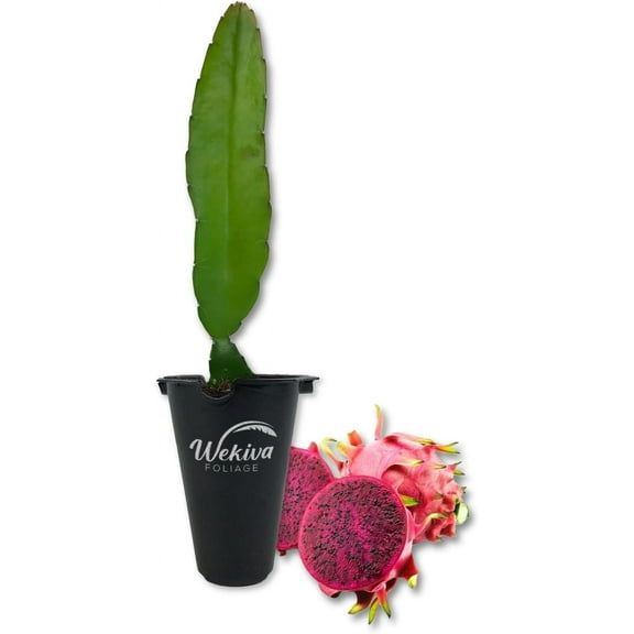 Edgar's Baby Dragon Fruit Tree - Live Tissue Culture Starter Plant ...