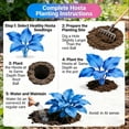 Red & Blue Hostas for Planting-(Non-Artificial)-No-fuss Cultivation ...