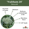 Burpee Waltham 29 Broccoli Vegetable Seed, Annual Lifecycle, Full Sun ...