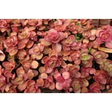 "Seedville USA, 50 Dragon's Blood Sedum Seeds, Red Stonecrop Sedum ...