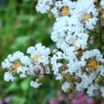 National Plant Network 3 gal. Crape Myrtle Natchez Shrub with White ...