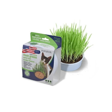 Cat A'Bout Freshly Grown Cat Grass Plus, Natural Digestive Aid ...