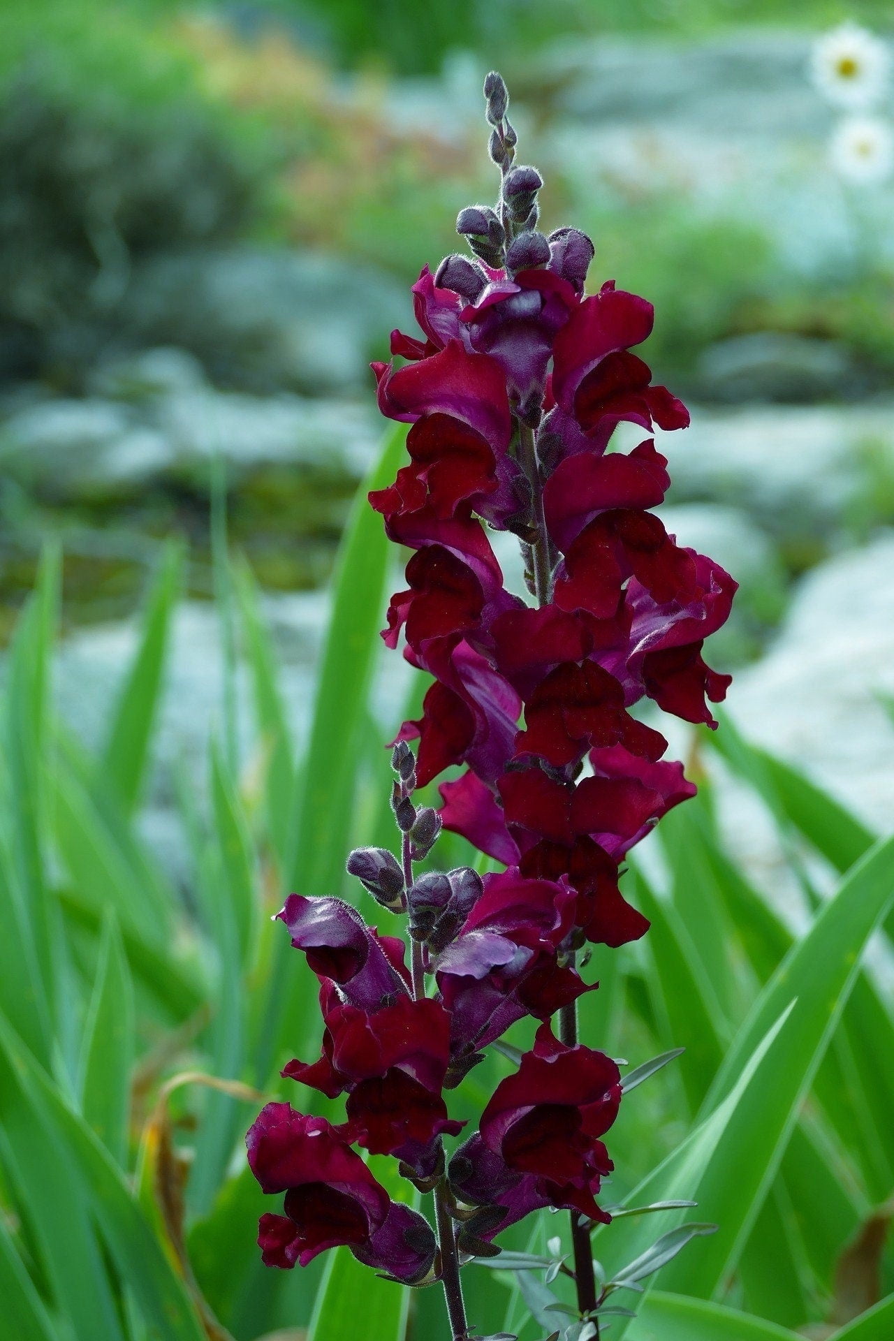 250 ' WELCOME ' SNAPDRAGON Antirrhinum Majus Dark Crimson Red Near ...