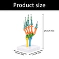 WE-POLUJ Anatomical Human Hand Bone Model with Movable Parts Color ...