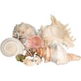 Shell Vase Filler | Imperfect Seashells Mixed Beach Seashells B Quality ...