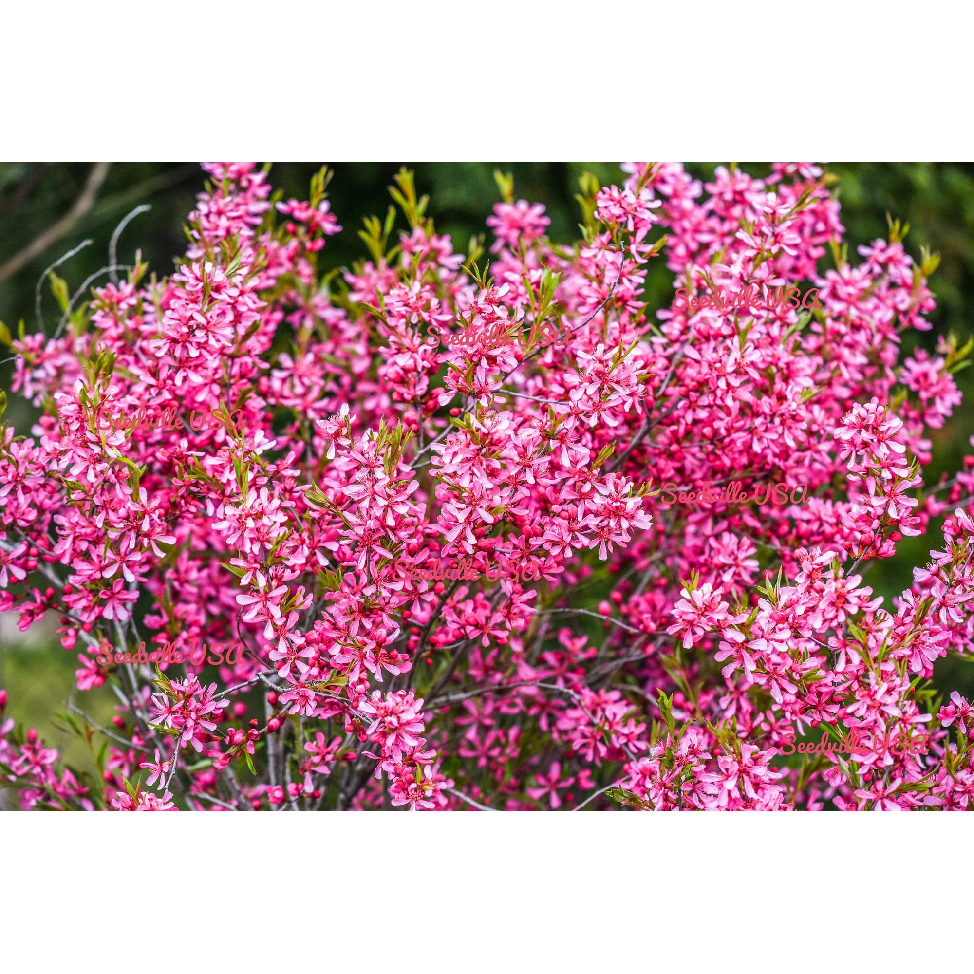 Click here for Seedville Usa Seedville Dwarf Russian Almond 5 See... prices