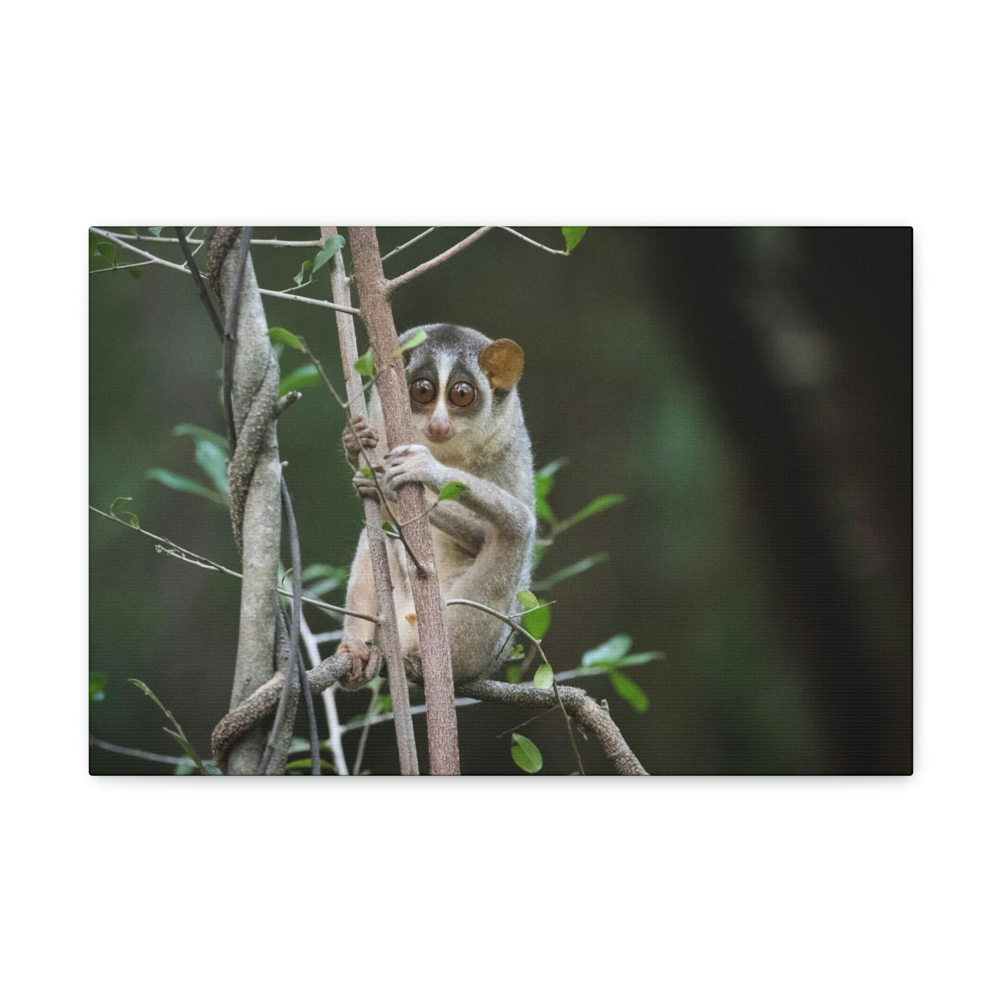 Majestic Slender Loris Art Majestic Slender Loris Print Animal Wall Art ...