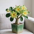 Brilliant Desert Rose Planting-Horticulture-Professional-(Non ...