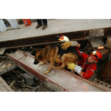A Canine Rescue Worker And His Handler Emerge From The Pile Of Rubble ...