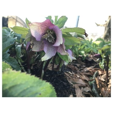 5 Lenten Rose/ Hellebores: One Plant each in Five 2 1/2 Inch Pots ...