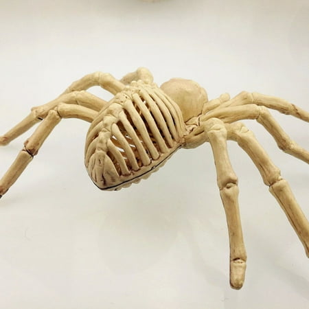 Spider Skeleton Model Spider Skeleton Model Horrified Lifelike Skeleton ...