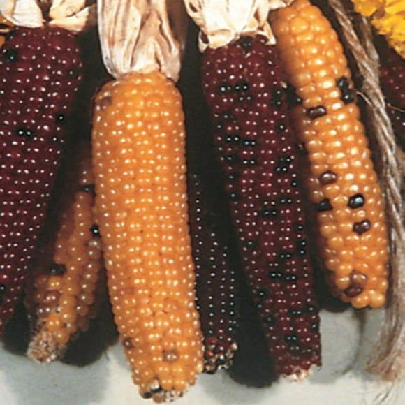 Decorative Indian Corn