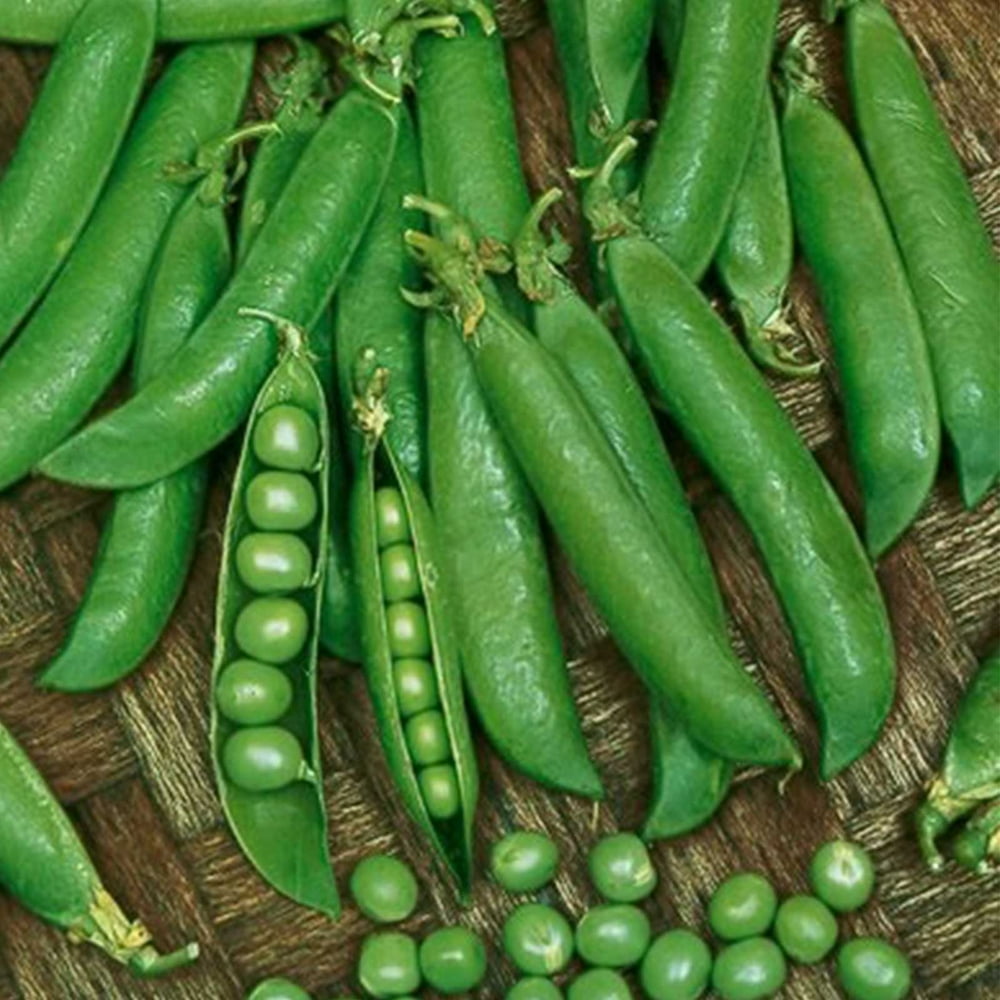 Sugar Sprint Snap Pea Garden Seeds (Treated) - 50 Lbs Bulk - Non-GMO ...