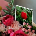 3drose, Rosebud After the Rain, Red Rose Bud Glistening in the ...