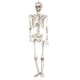 5.4ft Skeletons Life Size Full Body Bones with Movable Joints Halloween ...