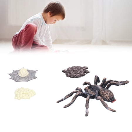 Fdit Insect Growth Cycle Toy,Life Cycle Figures,Lifelike Spider Growth ...