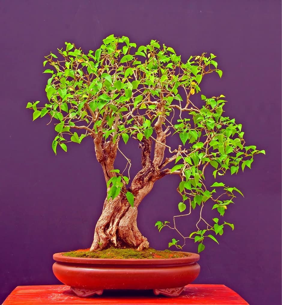 White Lilac Bonsai Tree Seeds | 30+ Seeds | Highly Prized for Bonsai ...