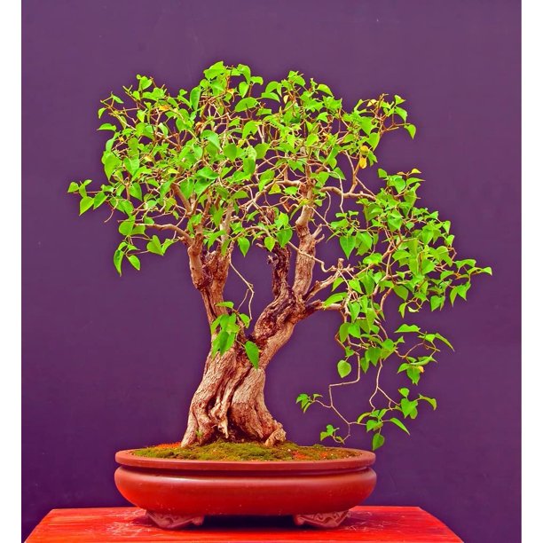 White Lilac Bonsai Tree Seeds | 30+ Seeds | Highly Prized for Bonsai ...