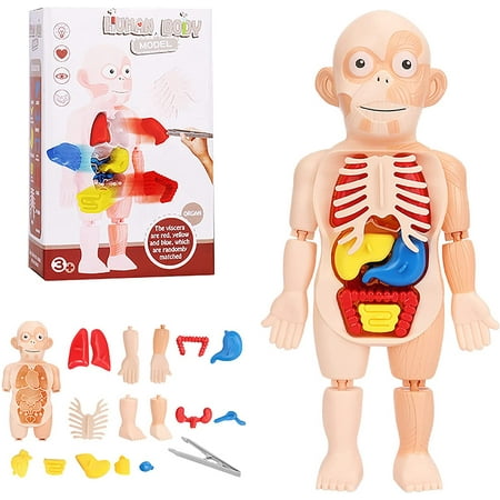 Human Anatomy Model Human Body Model for Kids, 18Pcs/Set Human Model ...