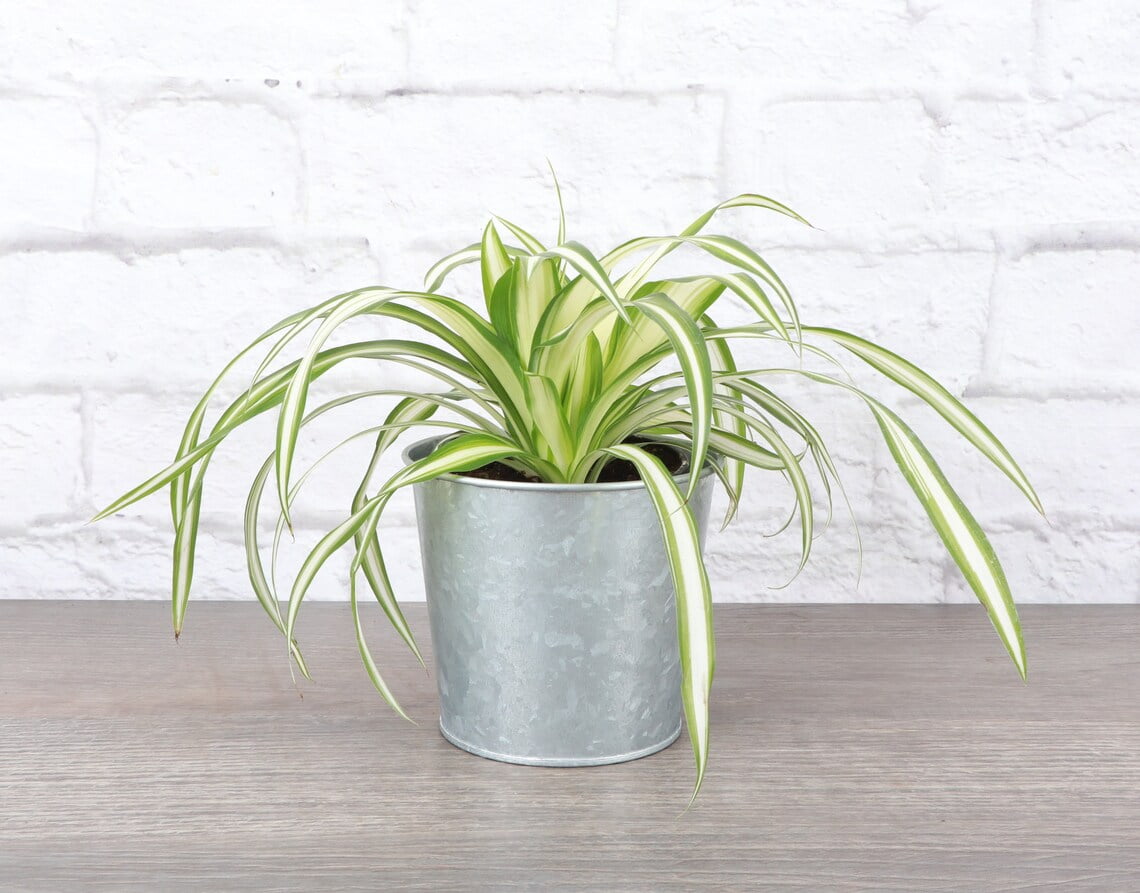 Live Spider Plant - Pet Safe - 4" Decorative Metal Pot - Walmart.com