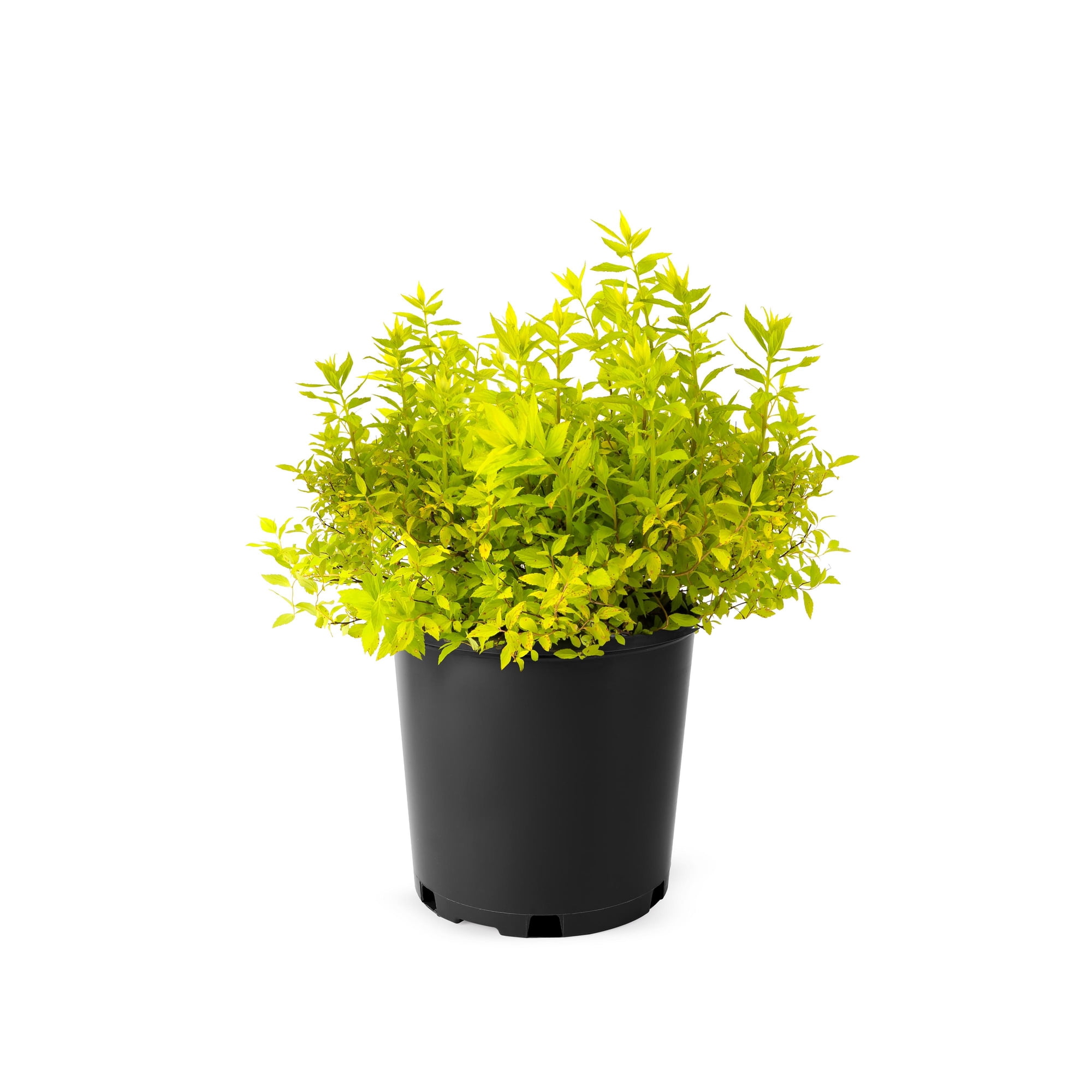 Click here for Landscp Essentials 2 Gallon Goldmound Spirea Shrub prices