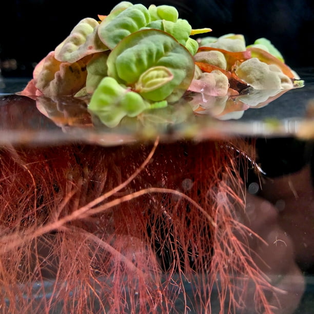 Red Root Floater (phyllanthus fluitans) - Walmart.com