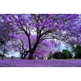 25 BLUE JACARANDA TREE ( Fern Tree / Brazilian Rose Wood / Green Ebony ...