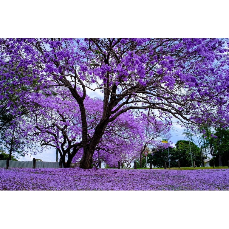 Jacaranda Mimosifolia Brazilian Rose Wood Green Ebony