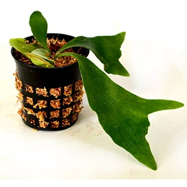 Rare Nicholas Diamond Fern - xPhlebosia - 4" Pot - New to the World ...