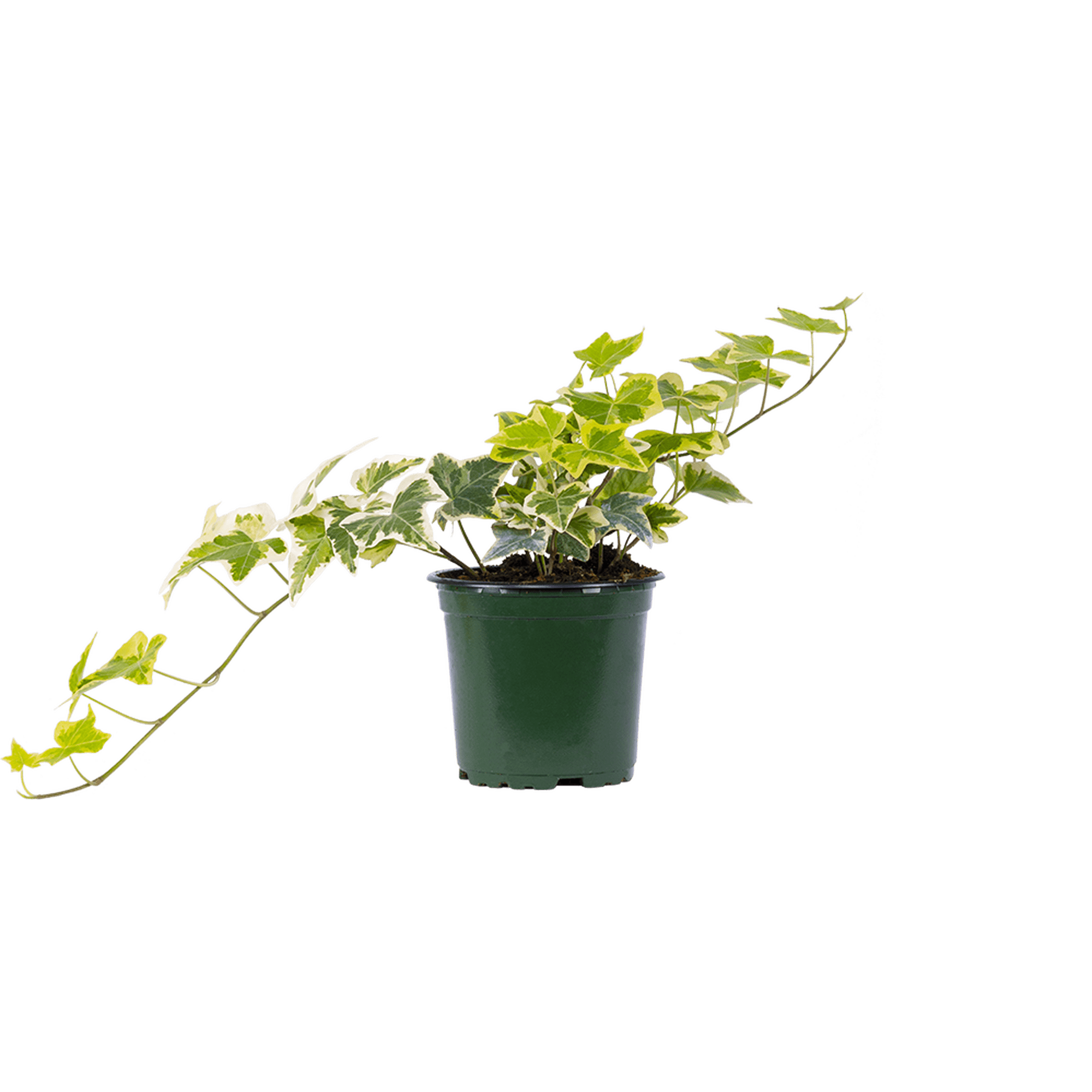 Click here for Plantsome Hedera Helix (S) Variegated Ivy (Assorte... prices