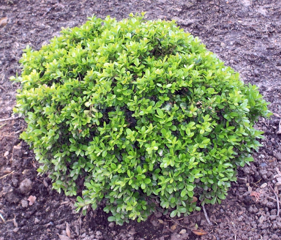 Wee Willie Boxwood - Buxus - Very Dwarf - Indoors/Out - Quart Pot ...
