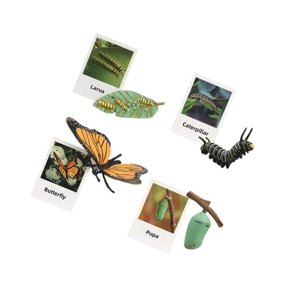 life Cycle Figurines Toy Educational Realistic Animal Growth Cycle for ...