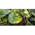 Firefly Leopard Plant - Farfugium - Indoors/Out - 6" Pot - Collector's ...