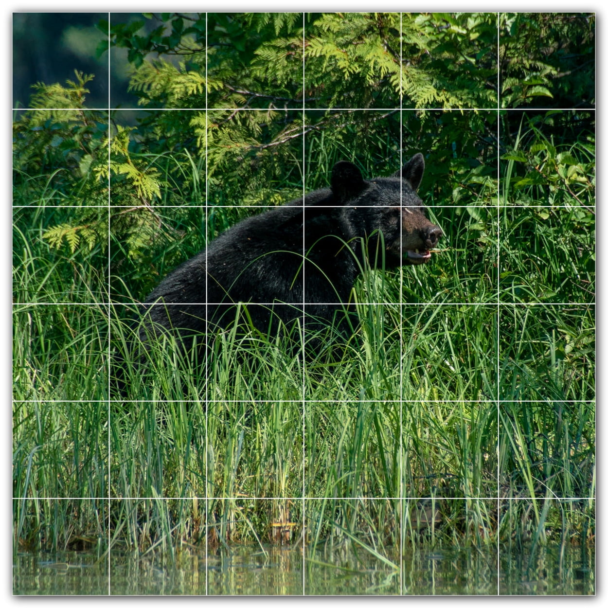 Picture-Tiles.com: Bear Ceramic Tile Wall Mural WAL500122-66XL. 72"W x ...