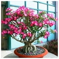 Desert Rose for Planting (Non-Artificial), Mixed Color – Perfect for ...