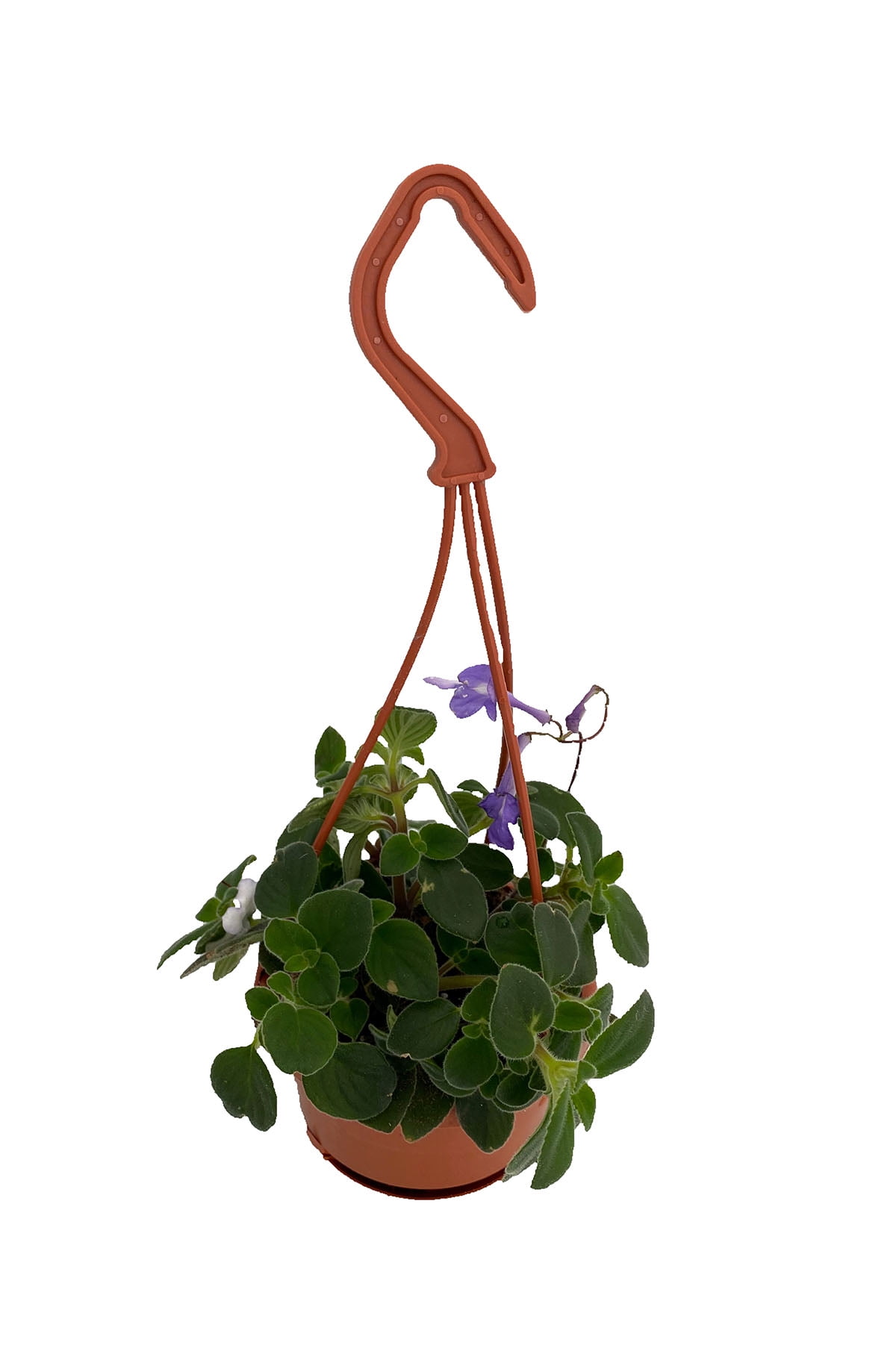 Concord Blue Cape Primrose Plant - Streptocarpella - 4" Mini Hanging ...