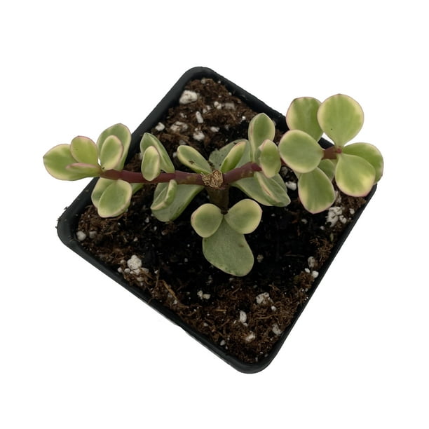 Jade Plant Seed