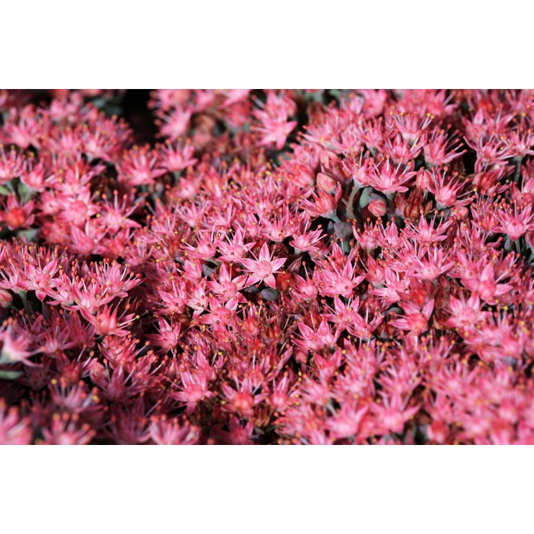 Red Creeping Sedum