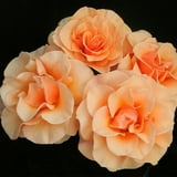 Heirloom Roses - Brandy™ Hybrid Tea Rose Bush - Orange Roses Live ...