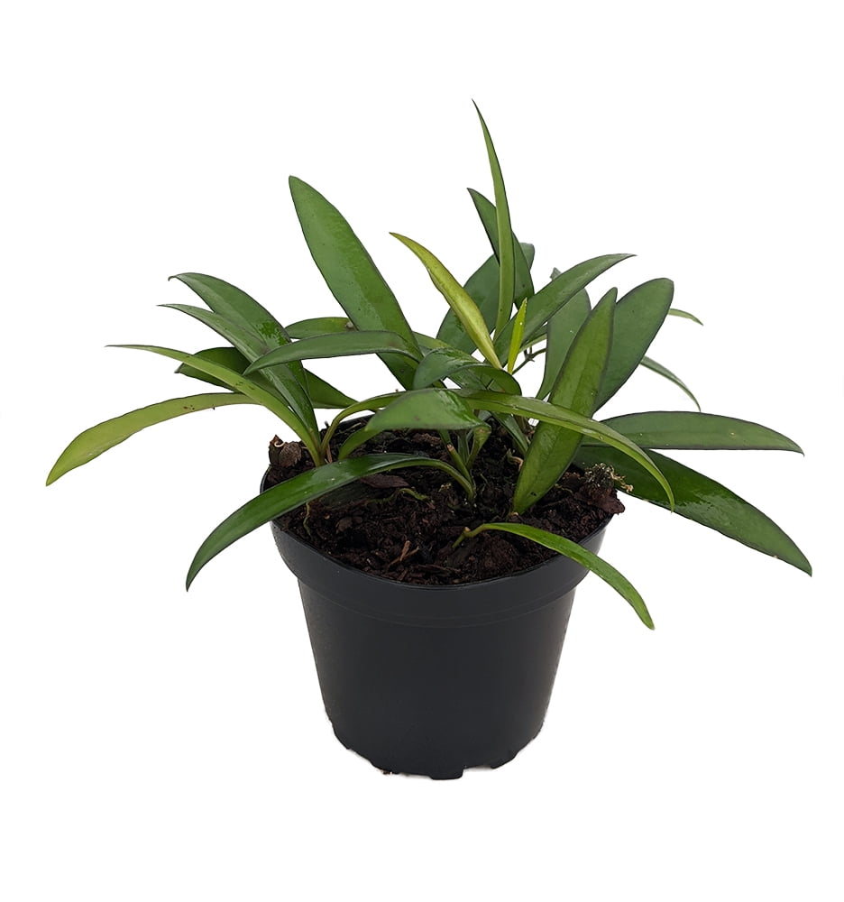 Rare Wyatt Wax Plant - Hoya wyetti - Great House Plant - 4" Pot ...