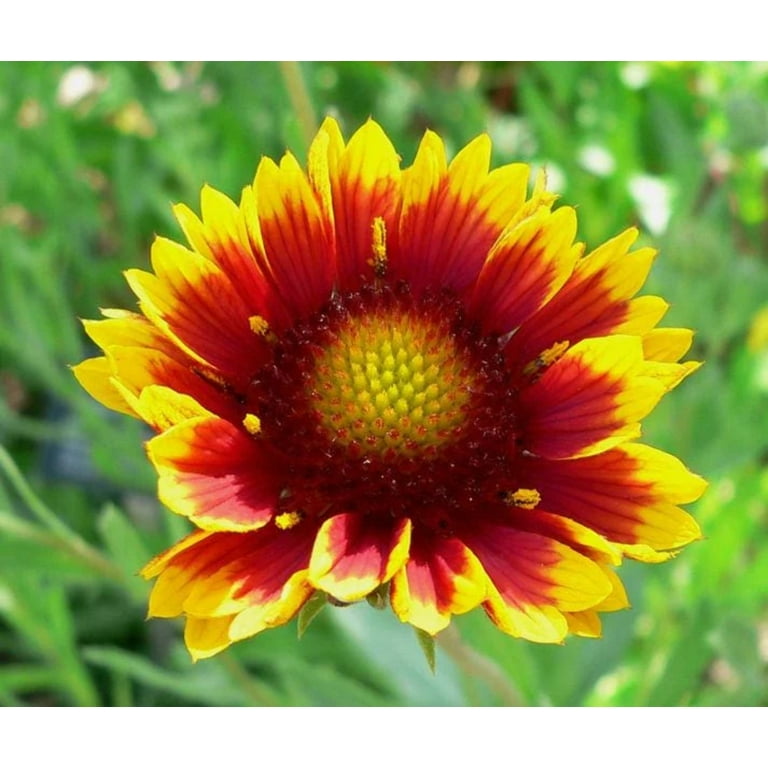 Blanket Flower Seed