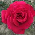 Heirloom Roses Rose Bush - Firefighter® Red Hybrid Tea , Live Rose ...