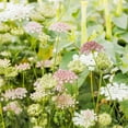 Queen Anne's Lace Seeds - Chocolate Lace Flower - 1 Ounce - Purple ...