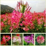 500 Cleome Seeds - Color Fountain Mixed Colors Golden Bee Plant Spider ...