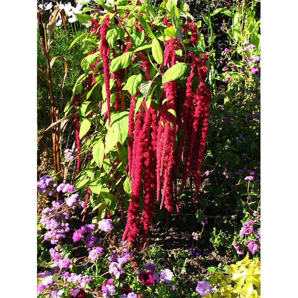 500 LOVE LIES BLEEDING Amaranthus Caudatus (Kiss Me Over The Garden ...