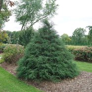 Gold Mop Threadleaf False Cypress (2.5 Quart) Evergreen Shrub - Yellow ...